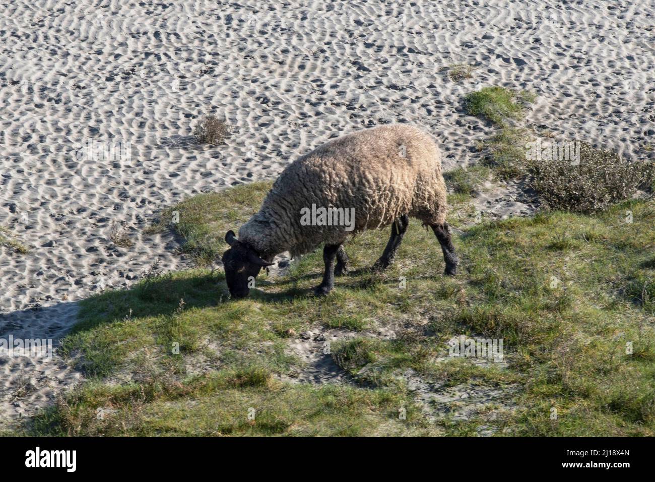Sheep from the Bay of Mont Saint Michel in Normandy, France Stock Photo ...