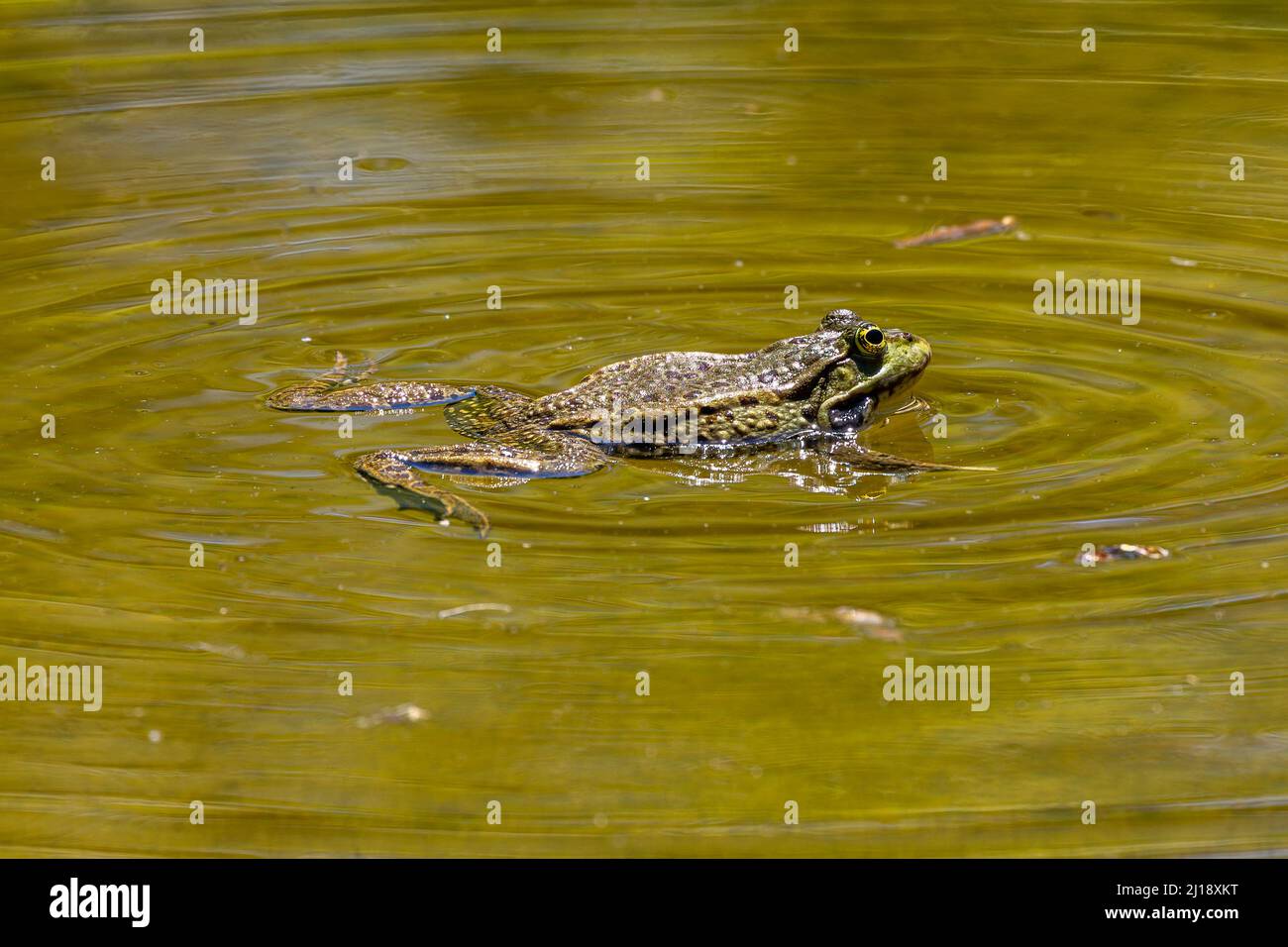 Common frog, Rana temporaria, single reptile croaking in water, also ...
