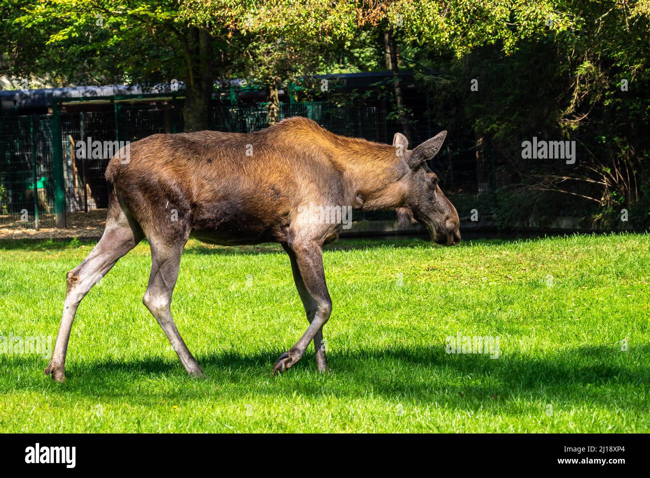 European Moose, Alces alces, also known as the elk. Wild life animal ...