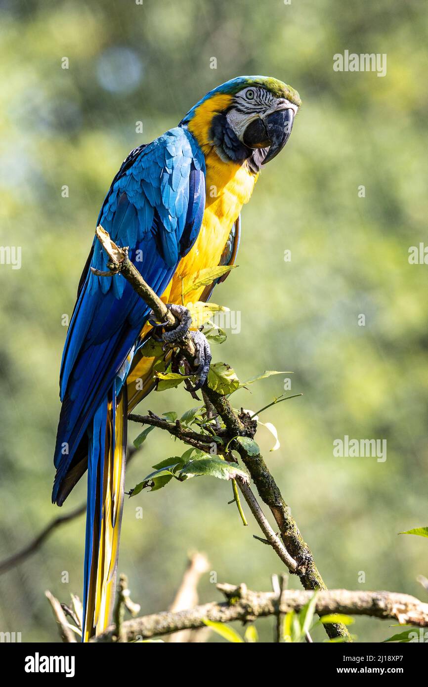 The Blue-and-yellow Macaw, Ara ararauna also known as the blue-and-gold macaw, is a large South ...