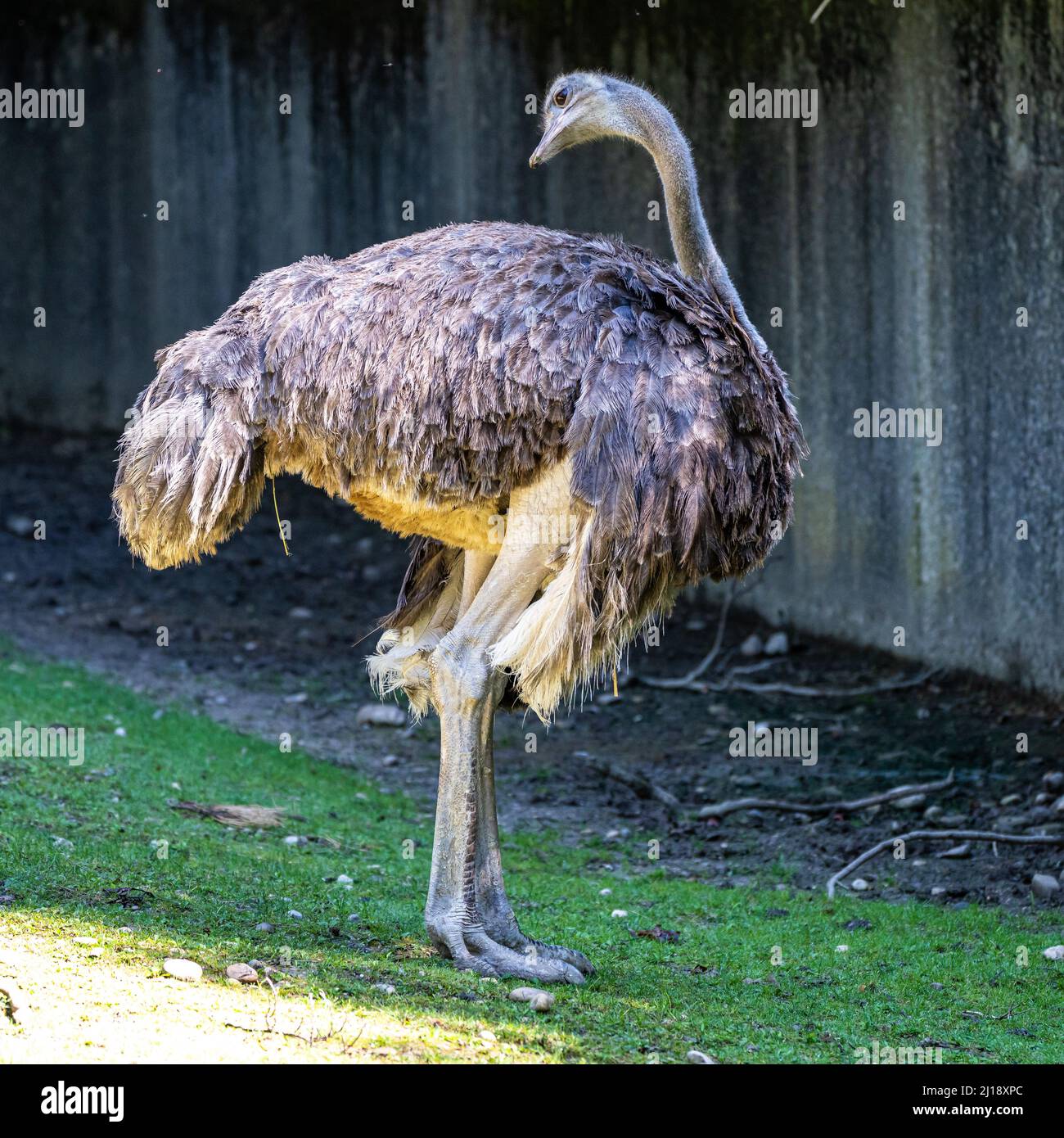 The common ostrich, Struthio camelus, or simply ostrich, is a species ...