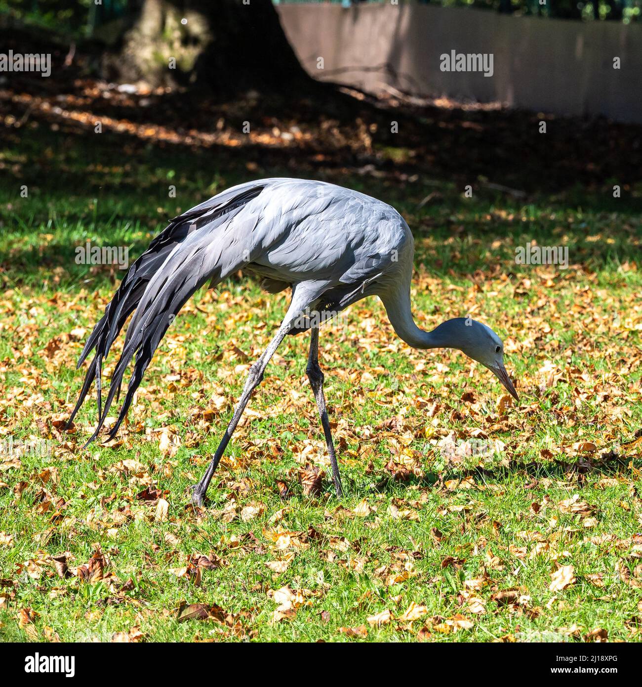 The Blue Crane, Grus paradisea, is an endangered bird specie endemic to ...