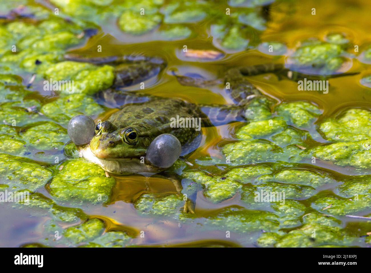 Common frog, Rana temporaria, single reptile croaking in water, also ...
