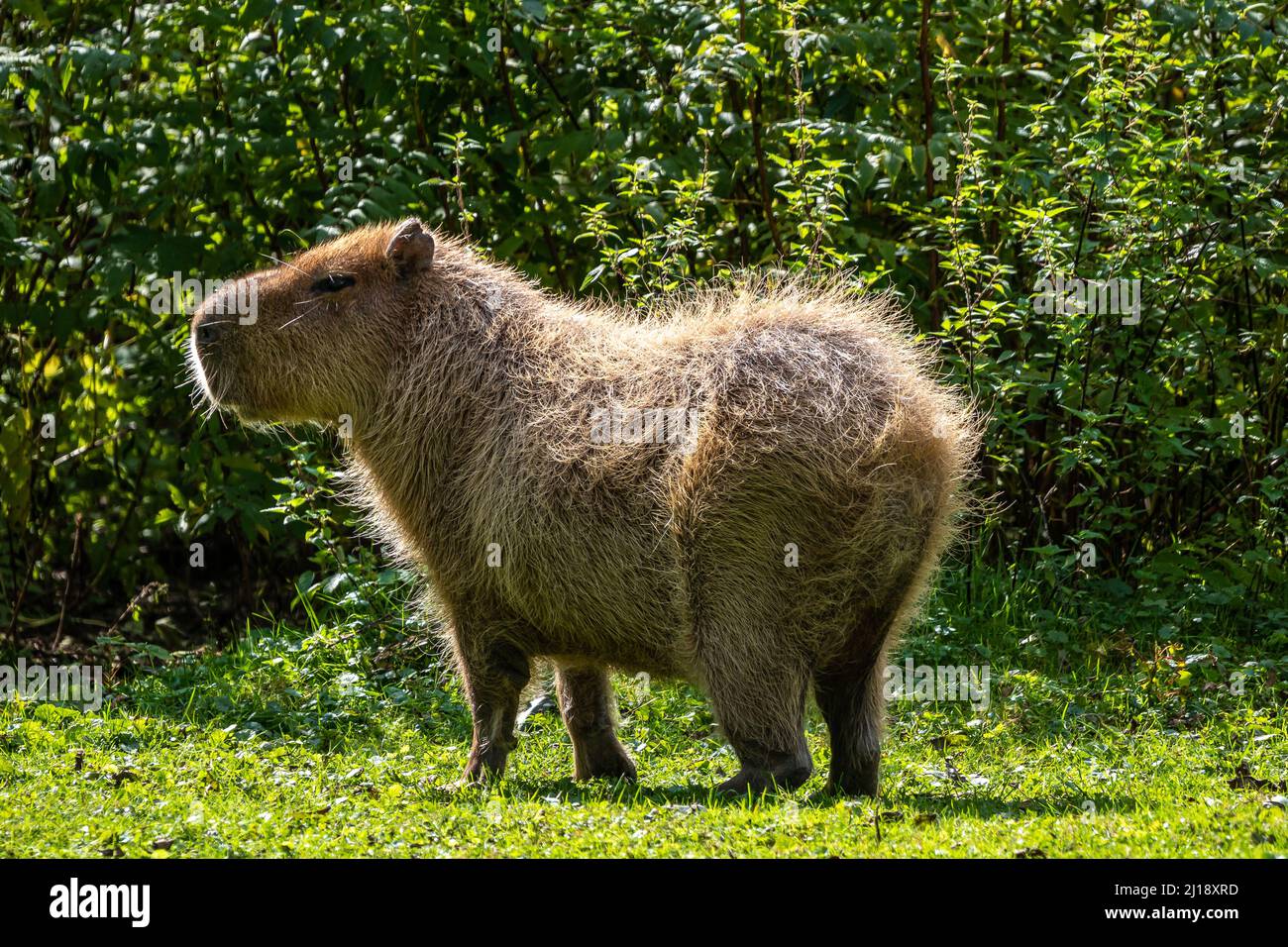 The capybara, Hydrochoerus hydrochaeris is a mammal native to South ...