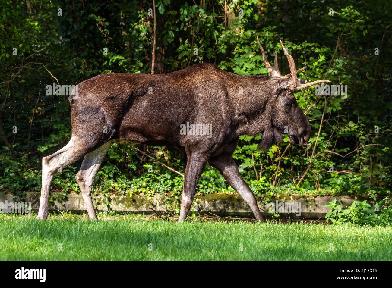 European Moose, Alces alces, also known as the elk. Wild life animal ...