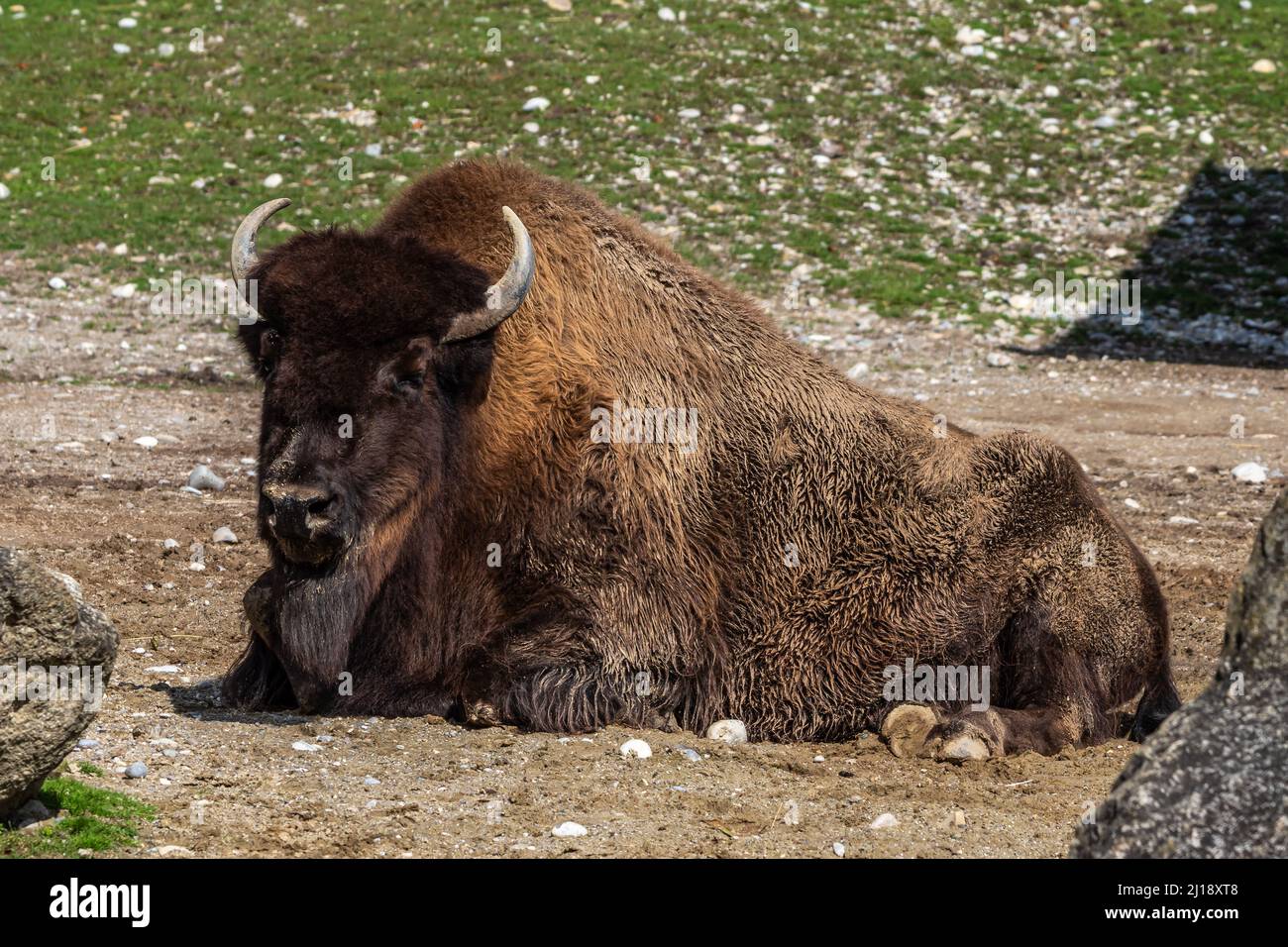 The American bison or simply bison, also commonly known as the American ...