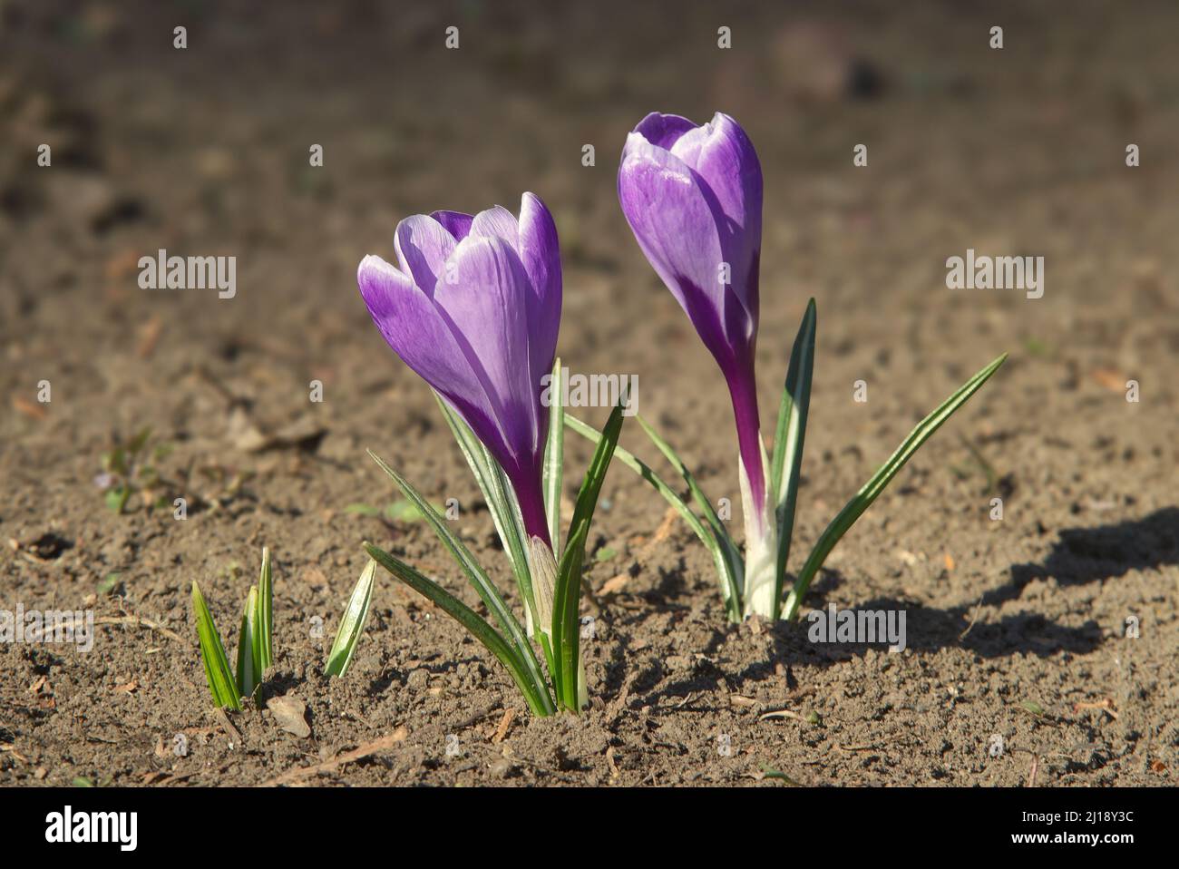 Spring blossoms crocus hi-res stock photography and images - Alamy