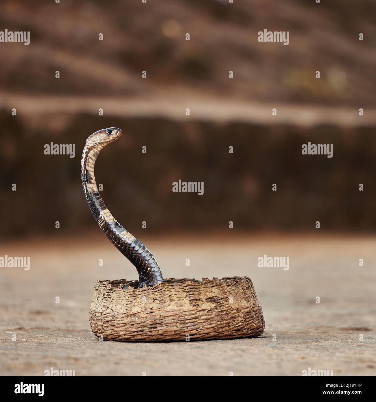 Indian spectacled Snake - Cobra, venomous Snake with its hood - lat ...