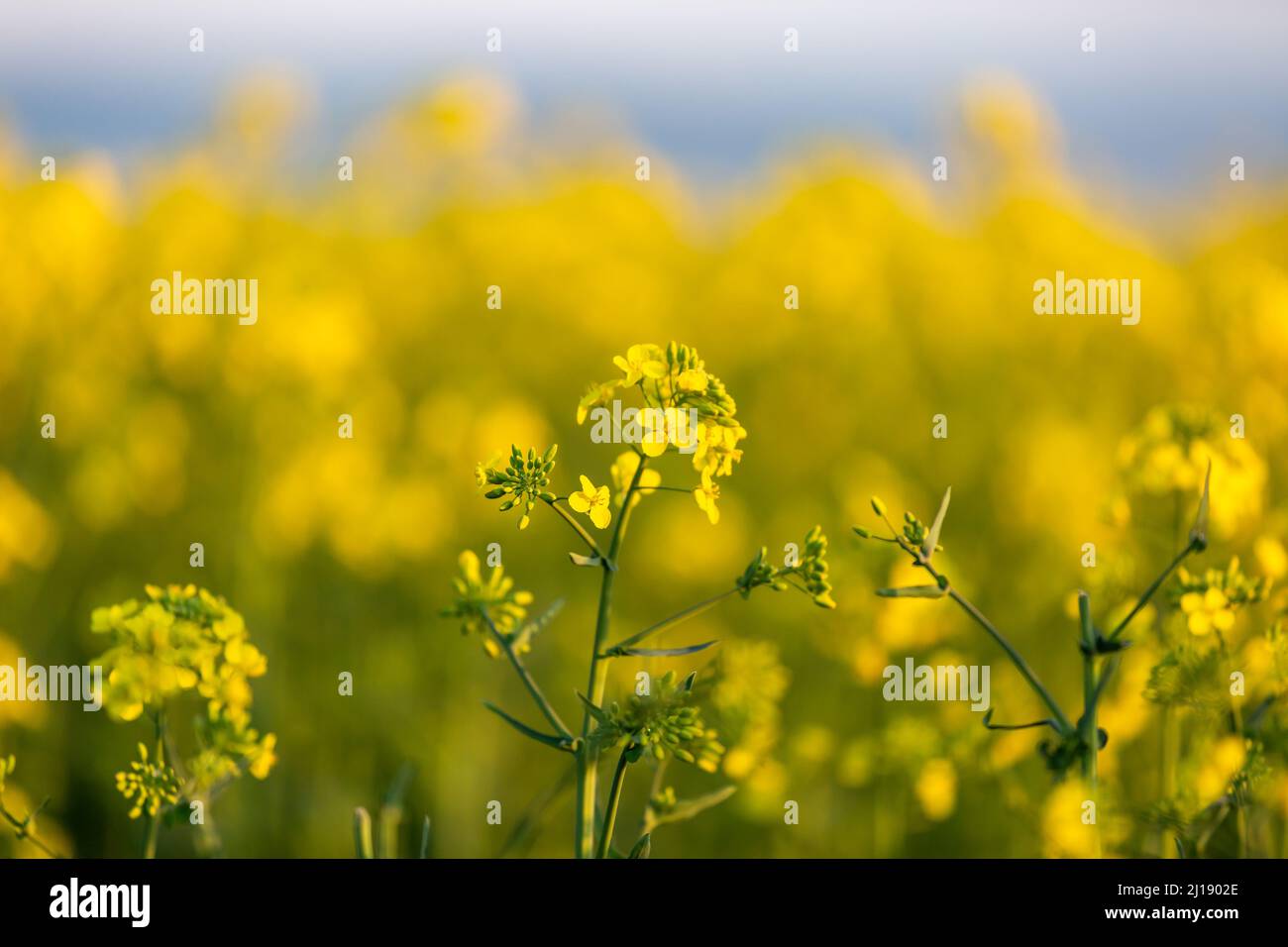 Vibrant yellow canola crops in the spring sunshine Stock Photo - Alamy