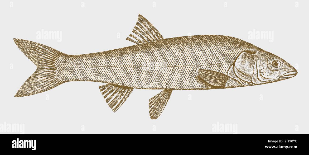 Hardhead Stock Vector Images - Alamy