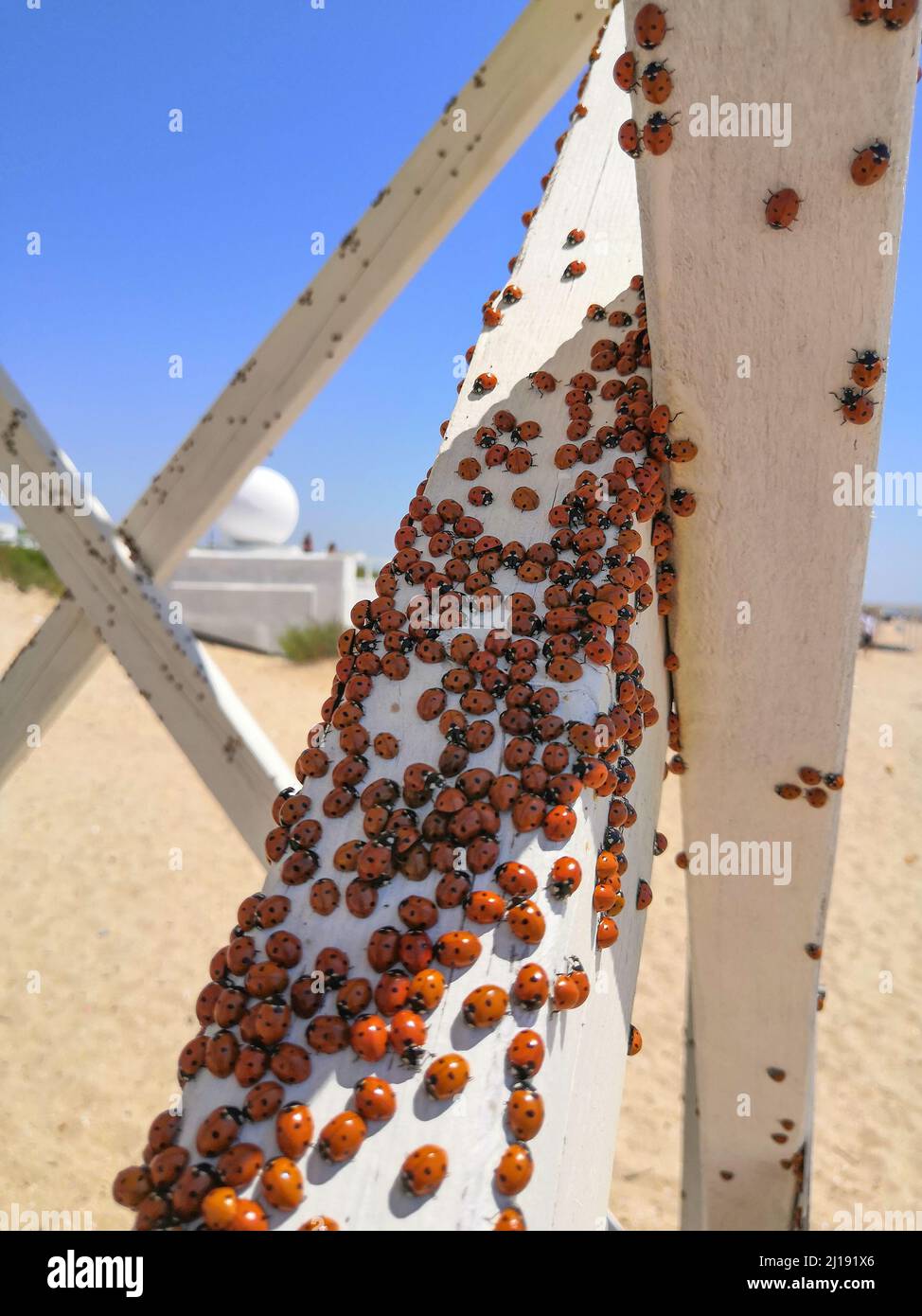 Cluster of ladybugs on the beach on a summer sunny day. Invasion of ...