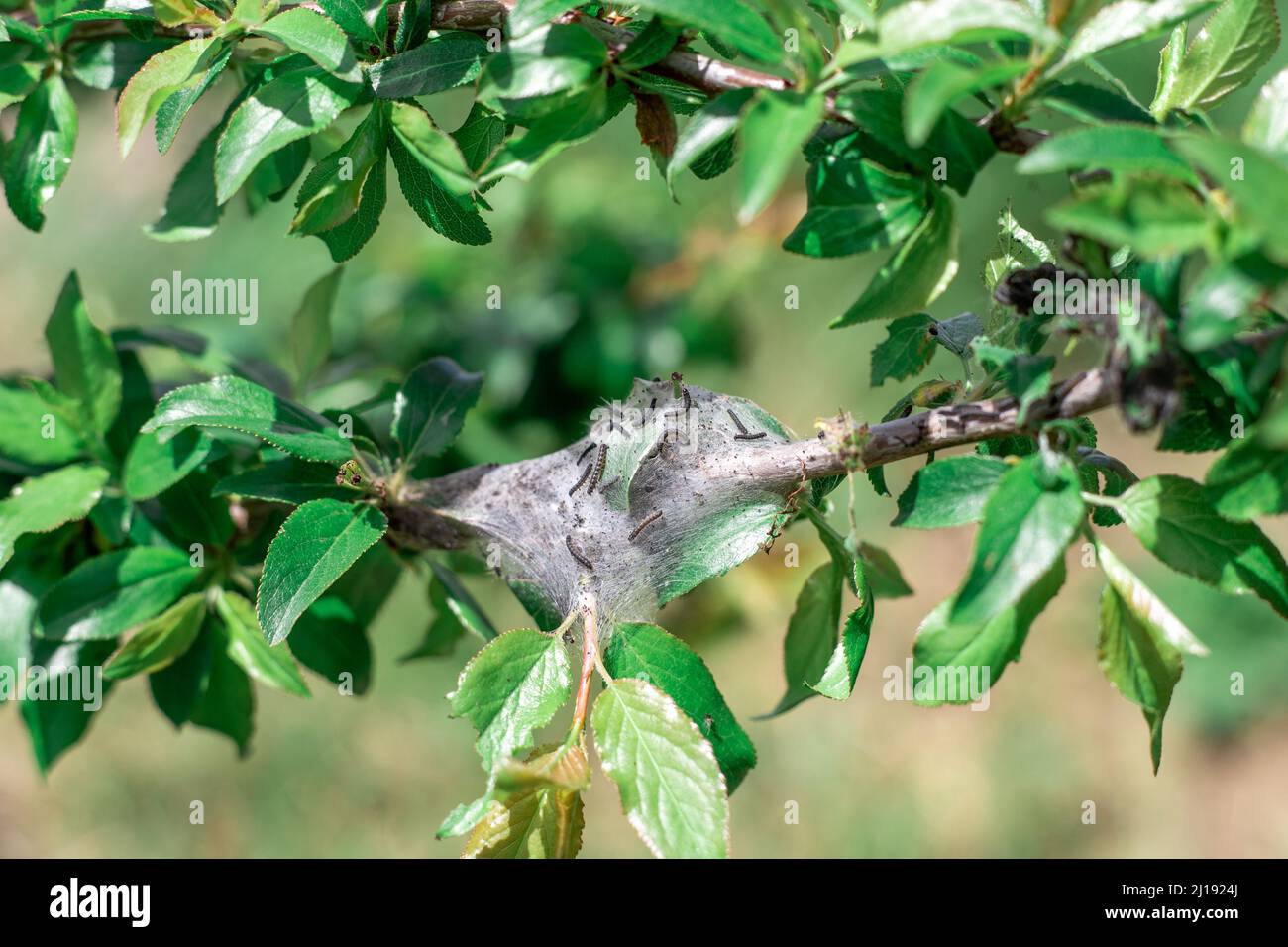 The caterpillar's tent was wrapped in a cocoon of cobwebs on a branch ...