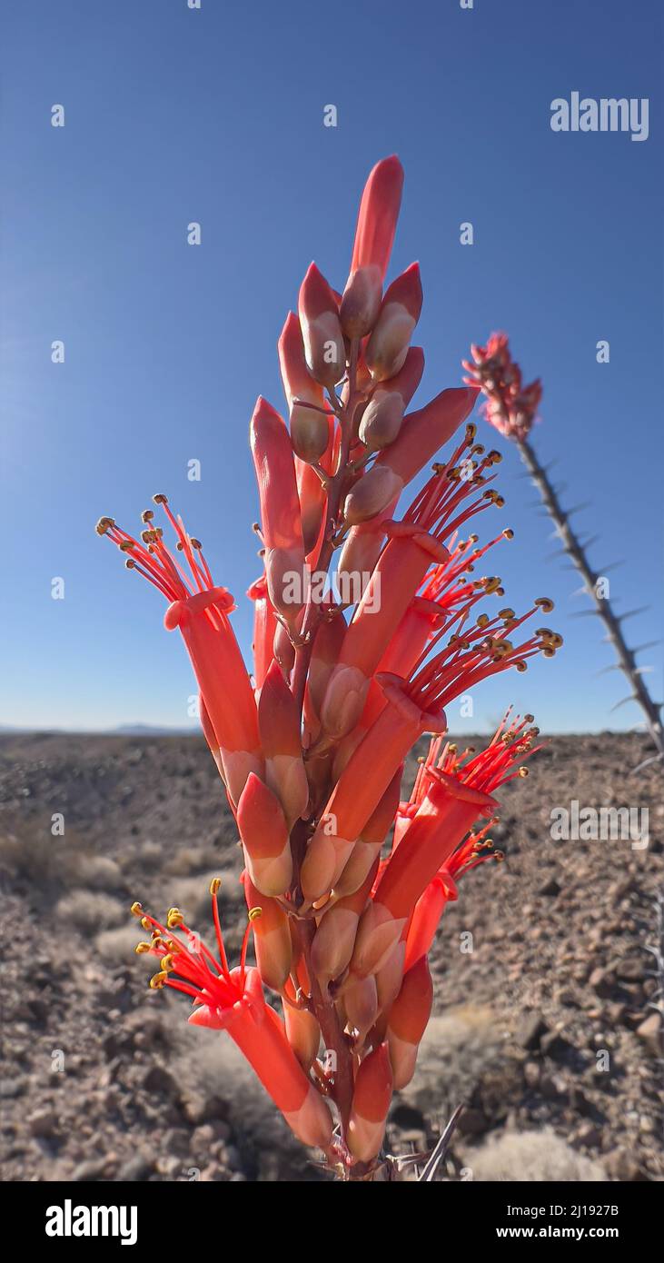 Desert cactus spring california hi-res stock photography and images - Alamy