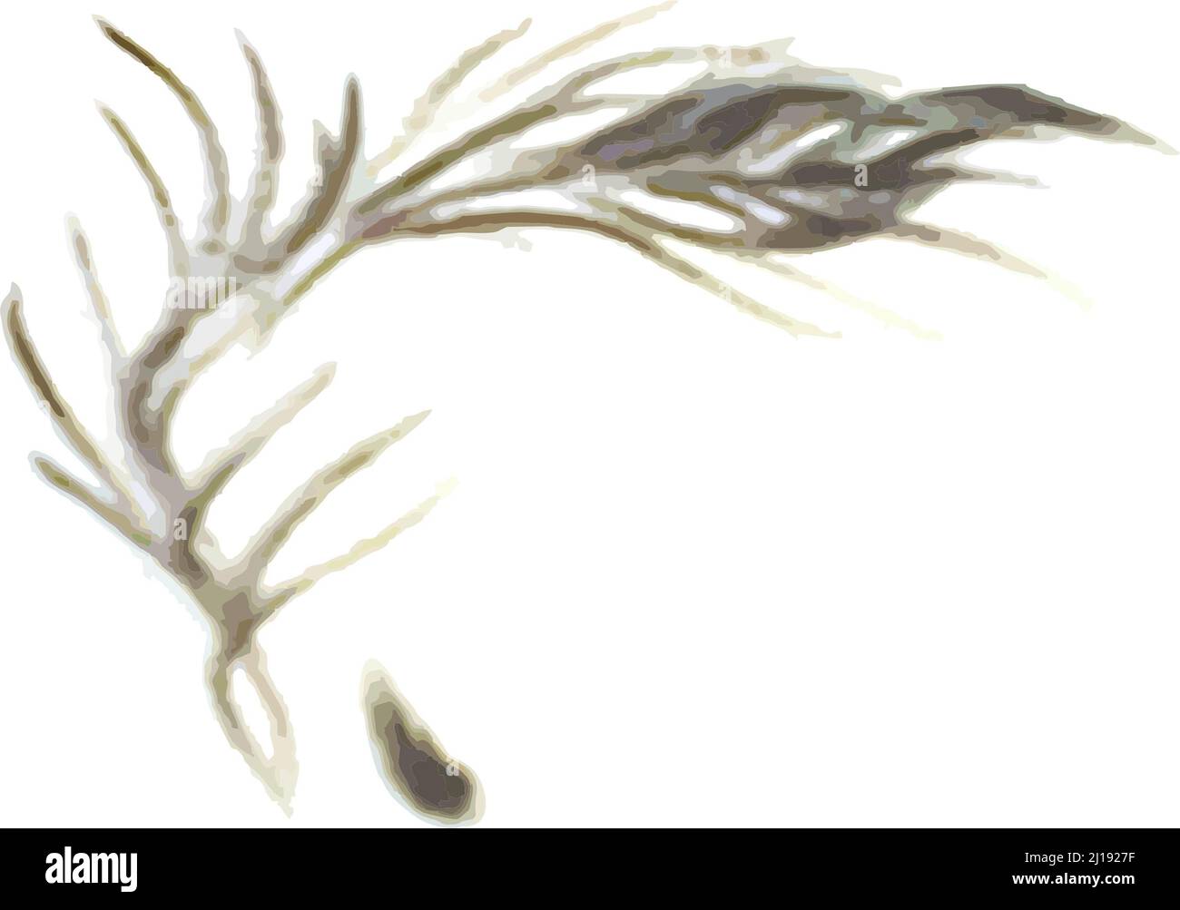 Gray Feather Sketch On A White Backdrop For Your Creative Ideas Twisted Peacock Feather For