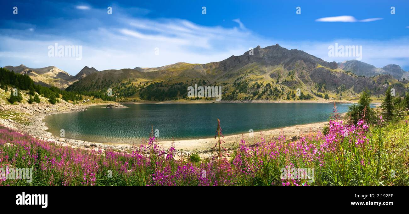 Allos lake and great willowherb Stock Photo - Alamy
