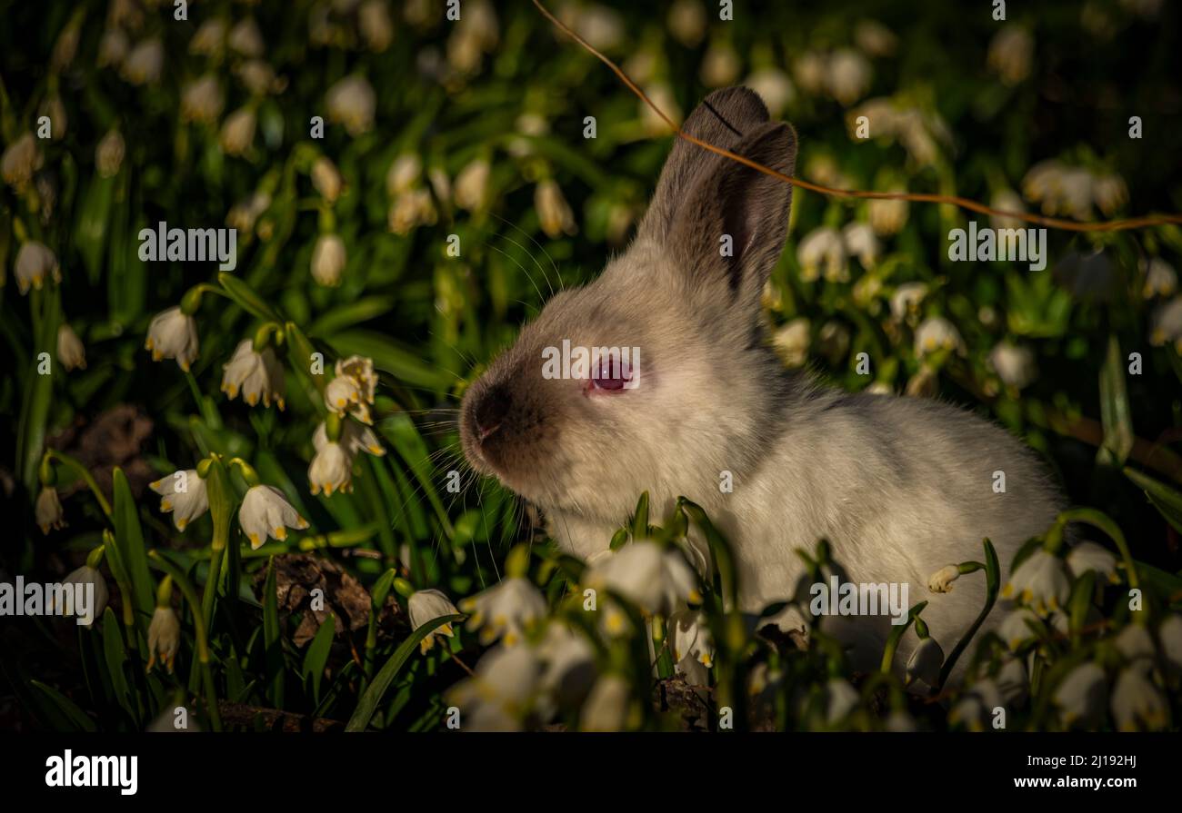 Young white rabbits eating grass hi-res stock photography and images ...
