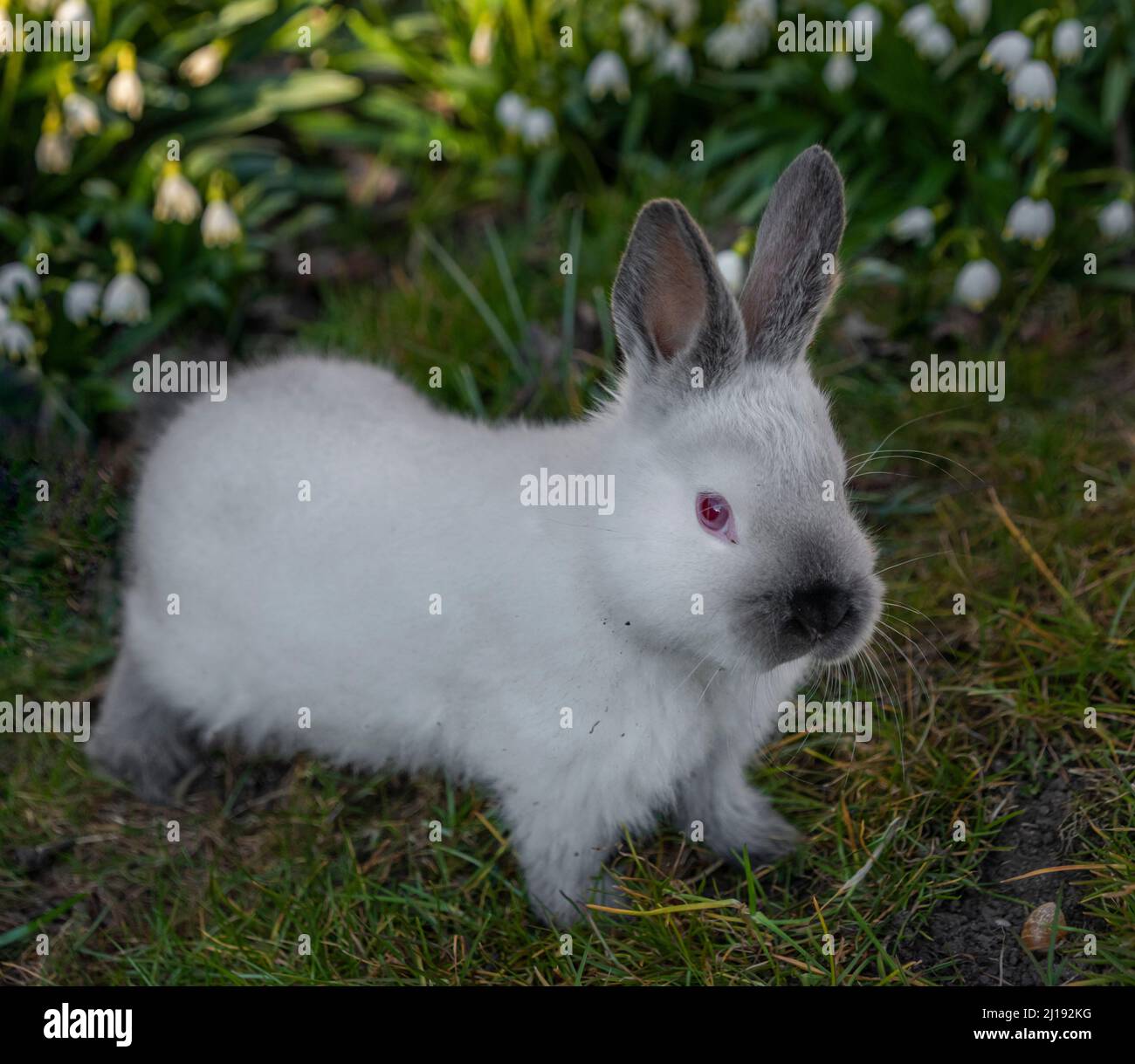 Young rabbits in green grass with snowflake flower and sunrise light ...