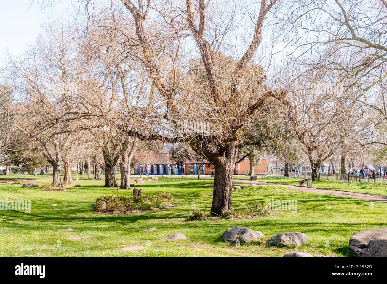 Old ham tree hi-res stock photography and images - Alamy