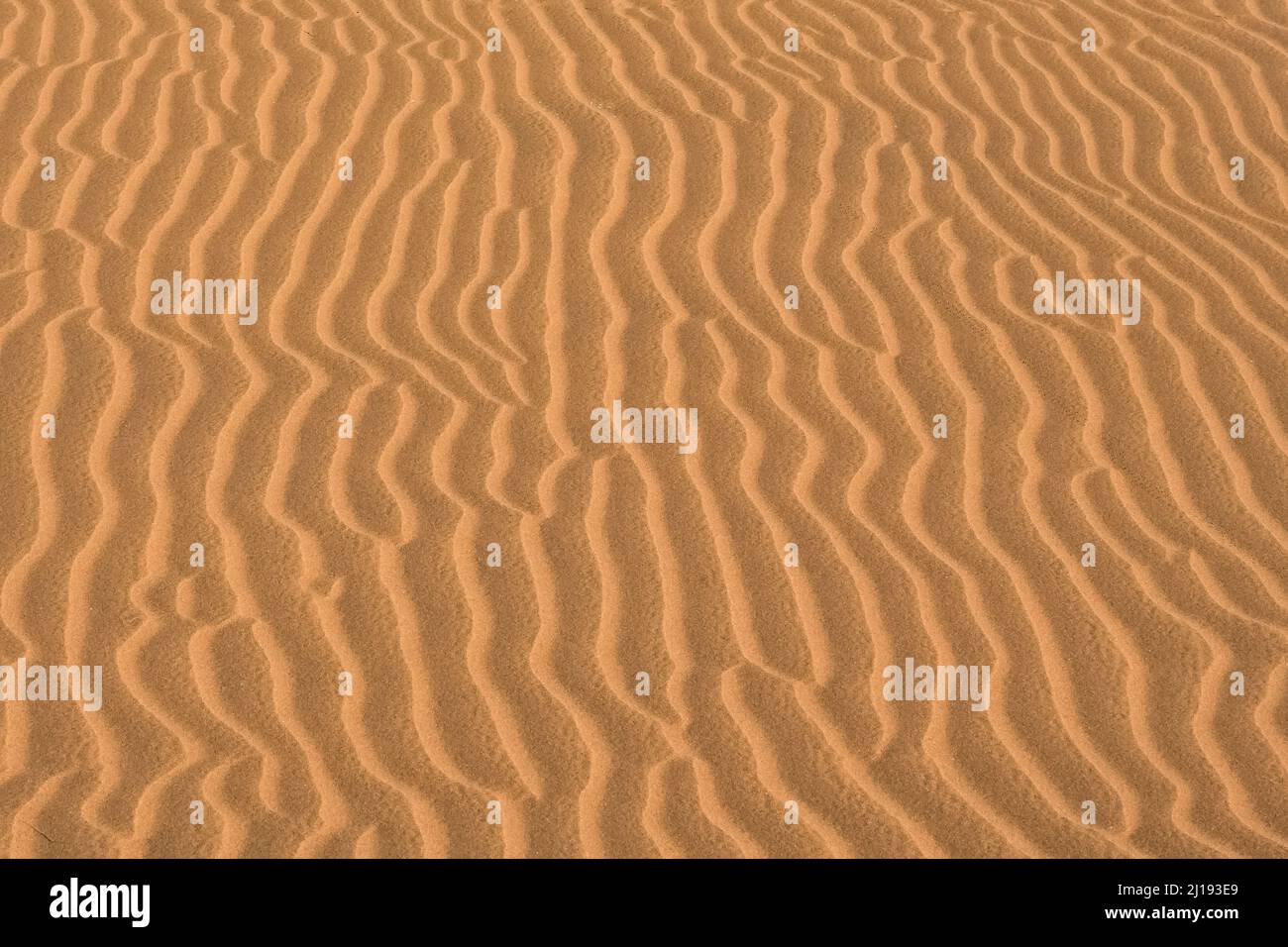 Namibia, the Namib desert, graphic landscape of yellow dunes ...