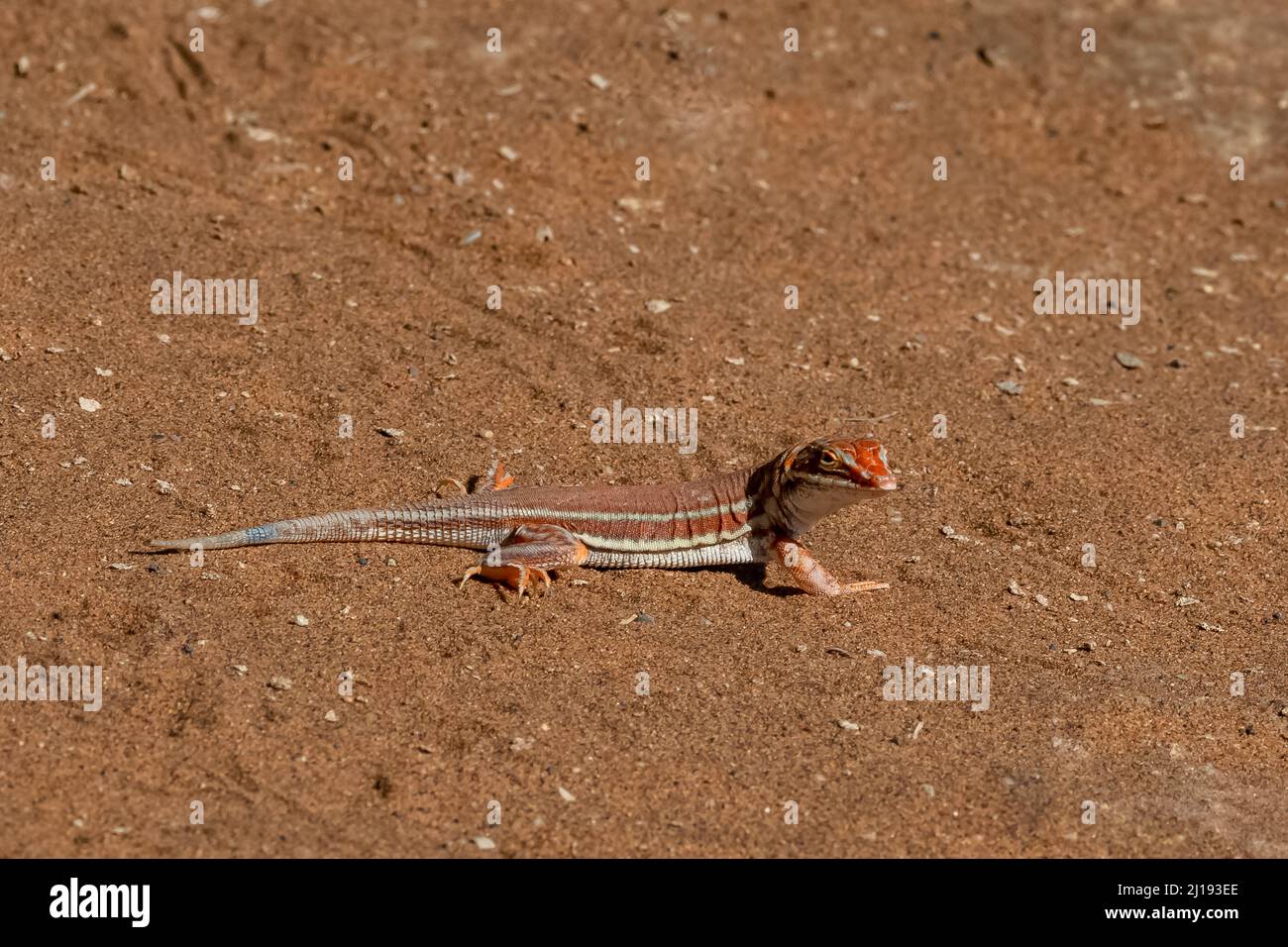 shovel-snouted lizard, Meroles anchietae, orange lizard in the sand in ...