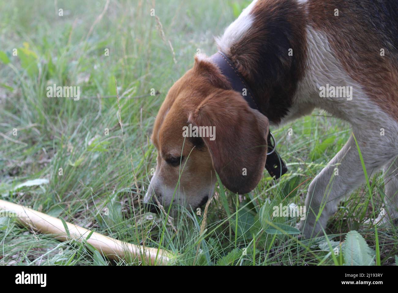 Dog beagle puppy on the lawn grass playing. The beagle breed is white ...
