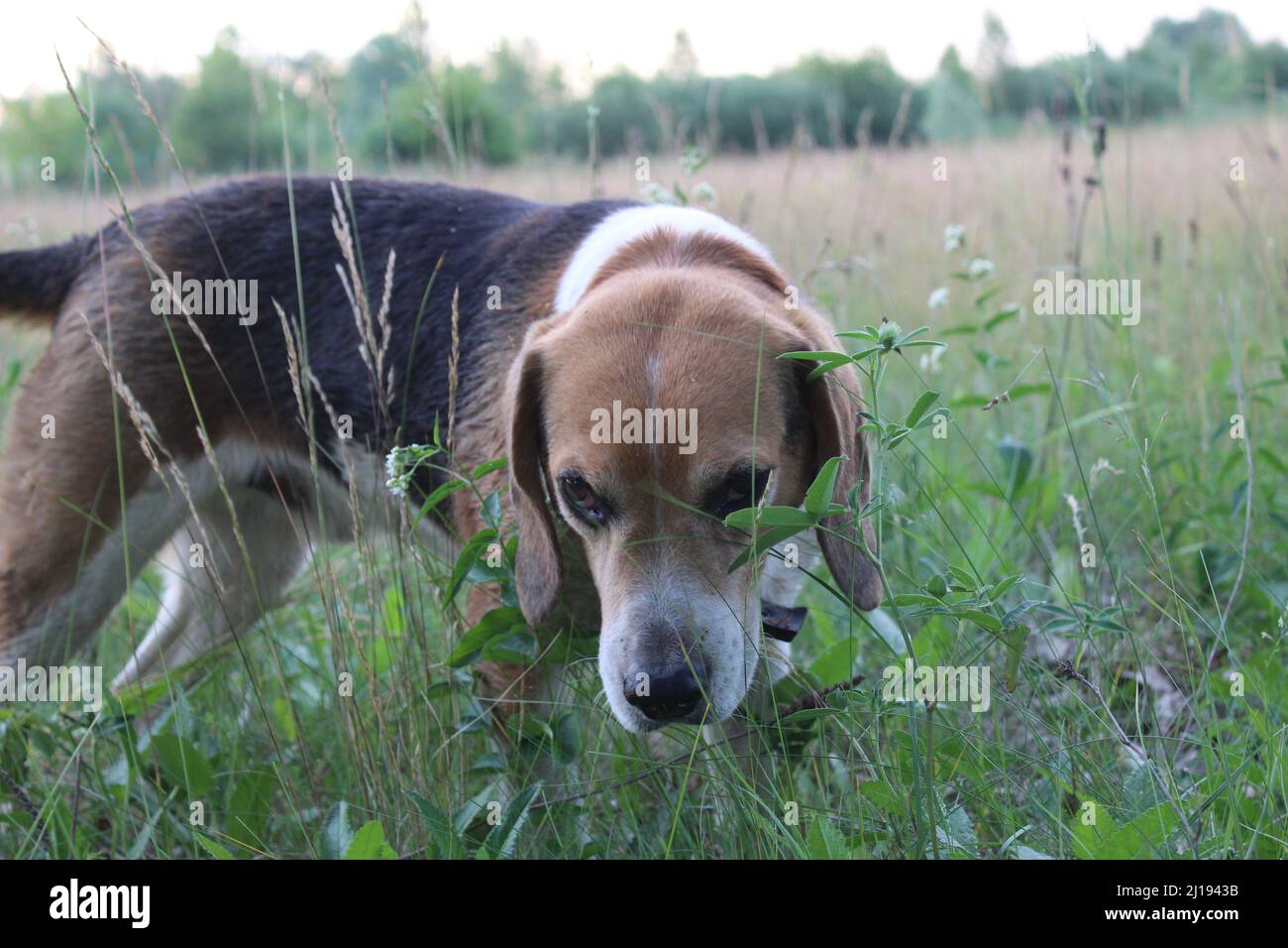 Beagle Pointing Hunting