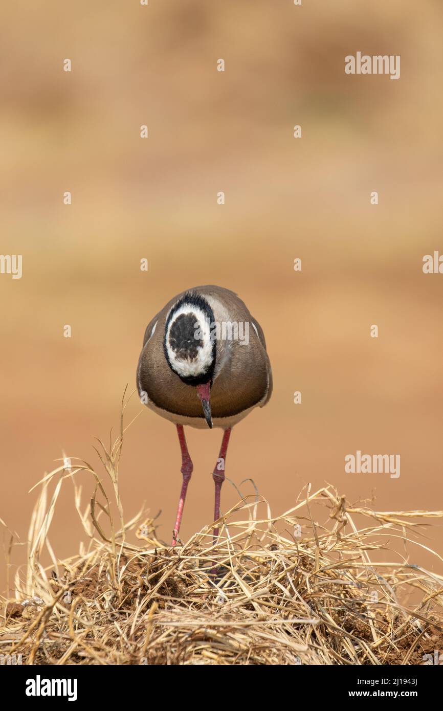 Crowned lapwing bird hi-res stock photography and images - Alamy