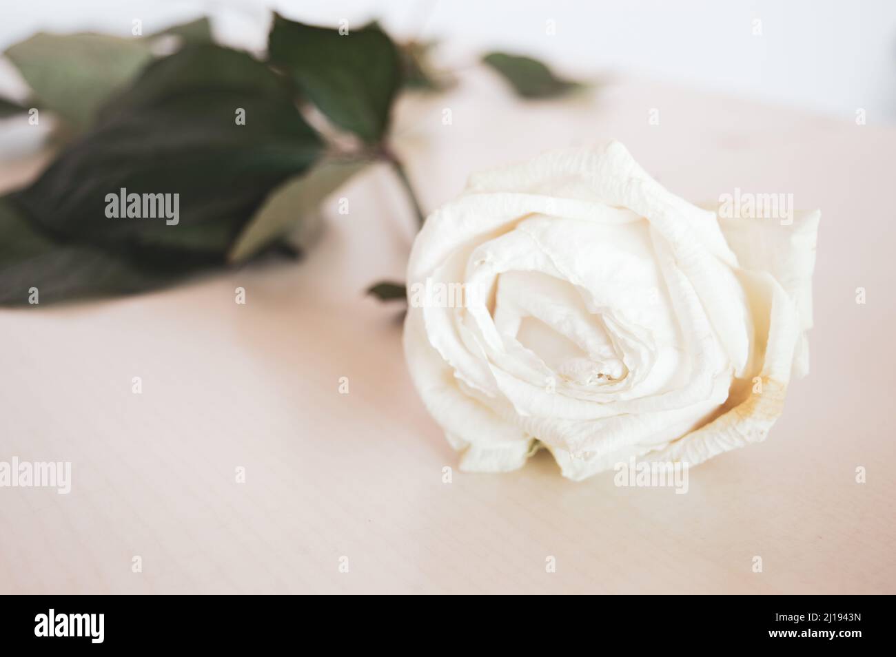 Withered rose on white hi-res stock photography and images - Alamy