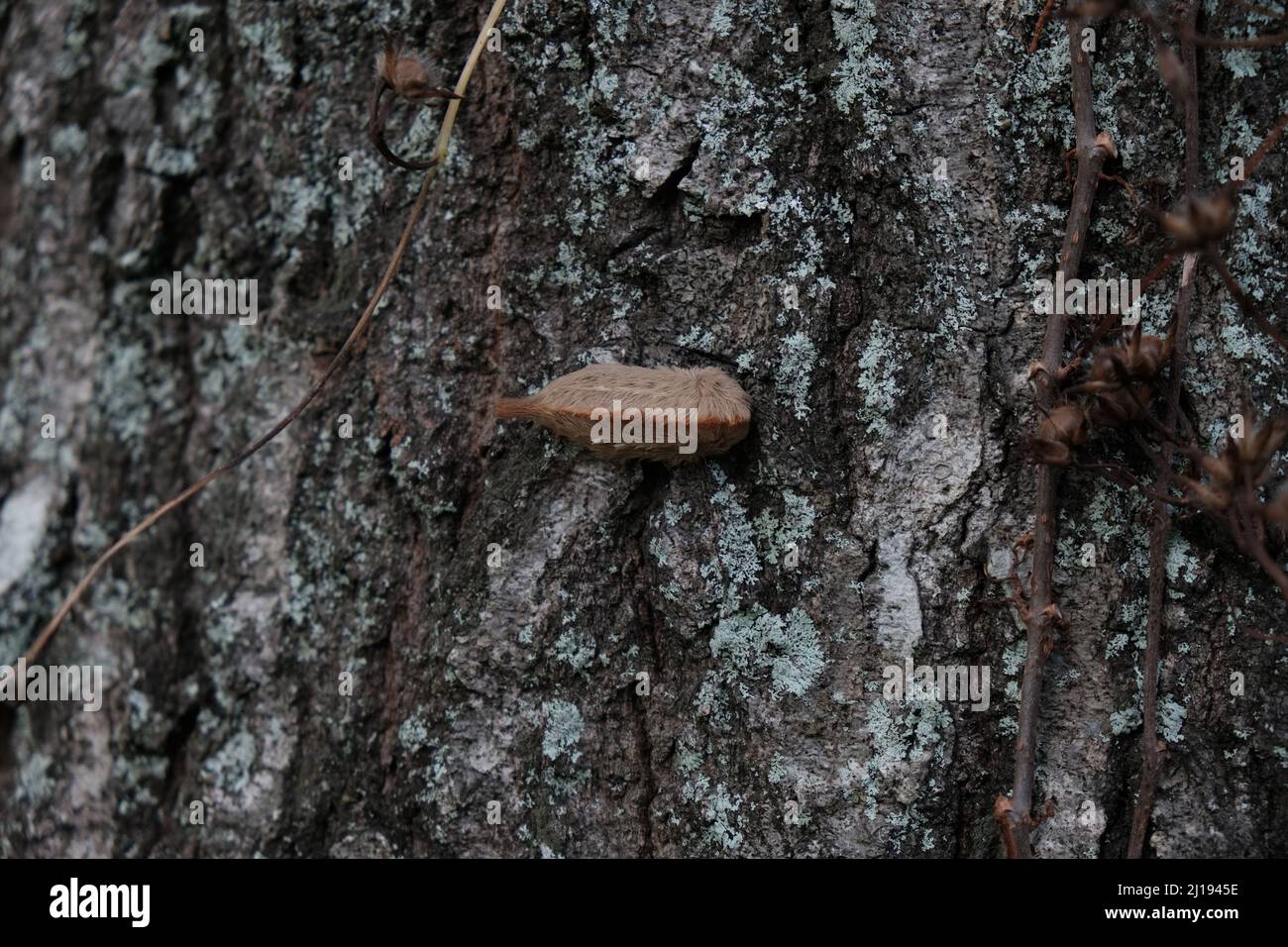 Megalopyge opercularis packs a painful punch, be careful with these and ...