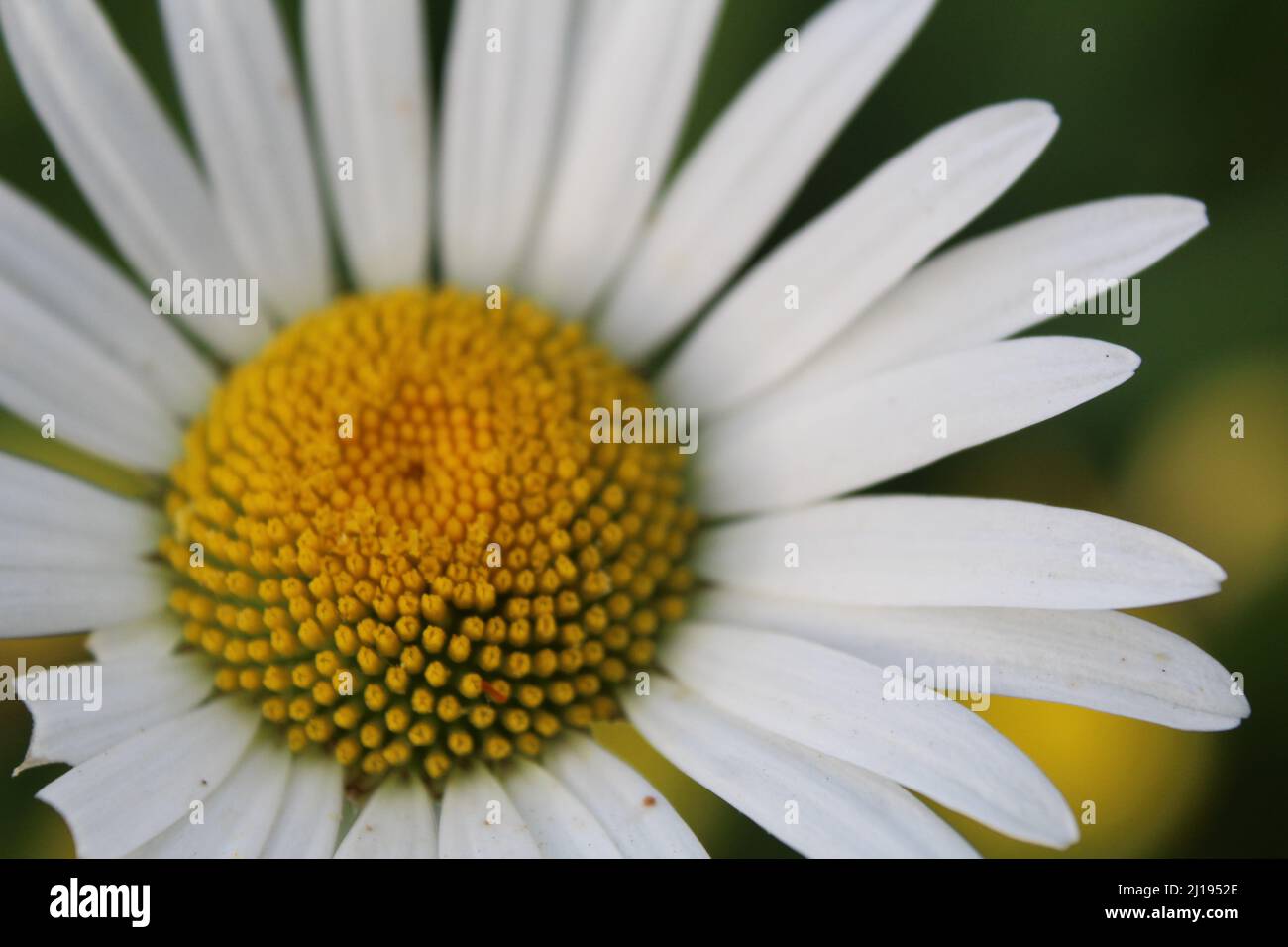 chamomile flowers very close-up bright yellow middle of the core and ...