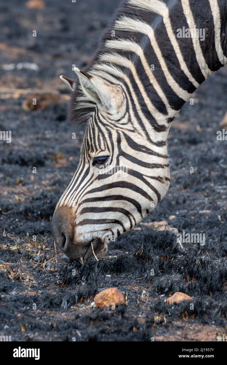 Plains Zebra, Kruger National Park Stock Photo - Alamy