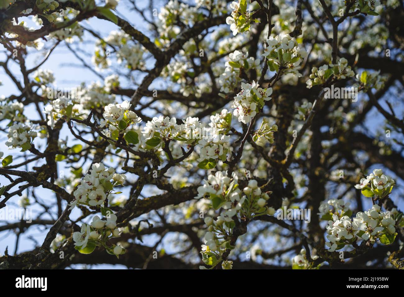 Pear trees farmhouse in spring hi-res stock photography and images - Alamy