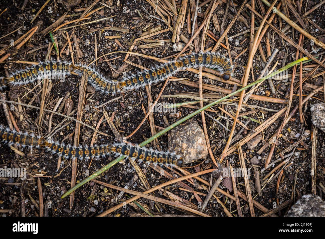 Pine processionary moth caterpillars feed on the needles of pine trees ...
