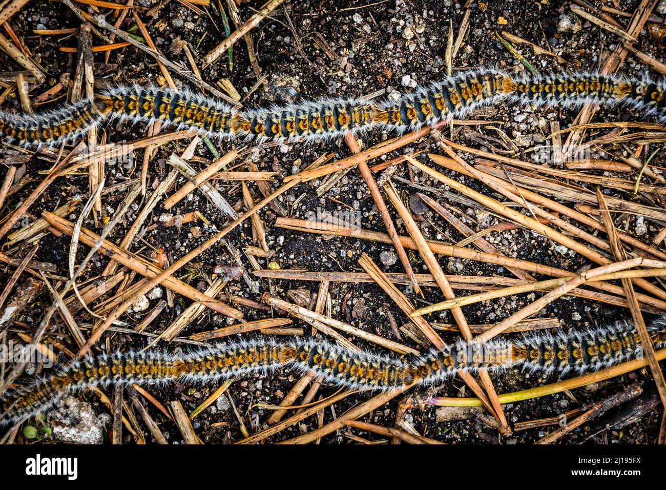 Pine processionary moth caterpillars feed on the needles of pine trees ...
