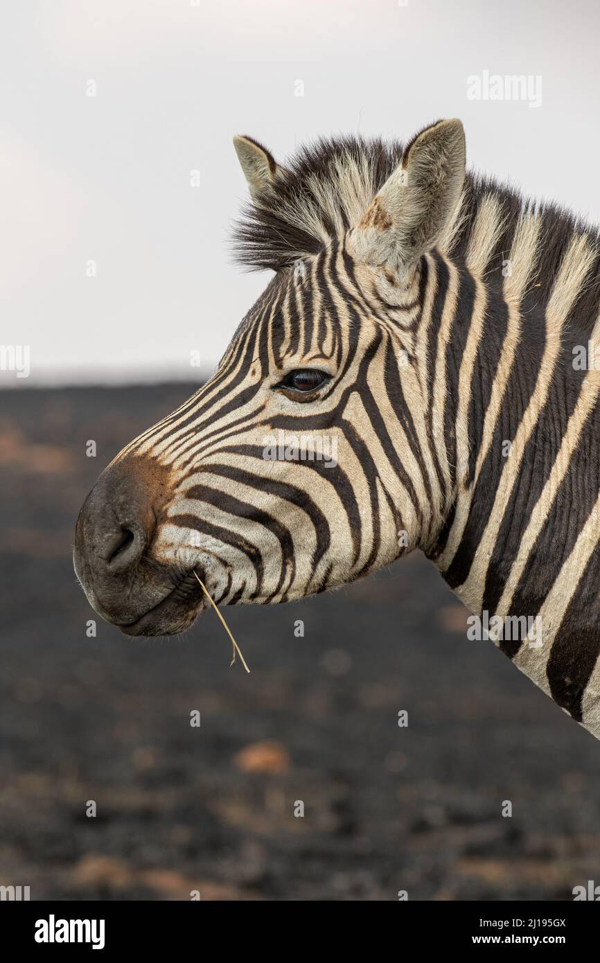 Plains Zebra, Kruger National Park Stock Photo - Alamy