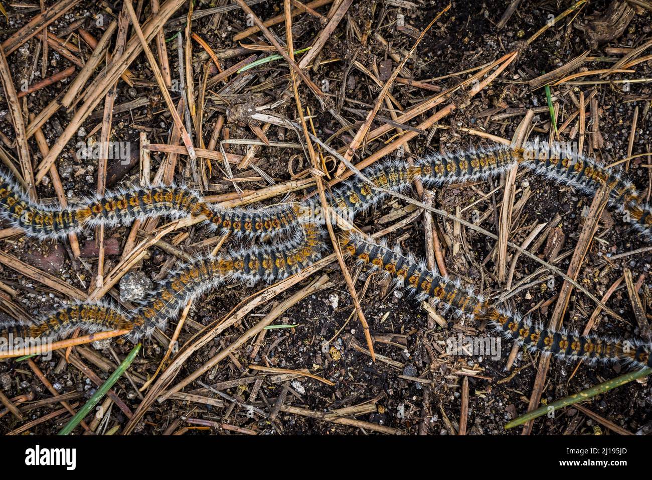 The Pine processionary moth caterpillars feed on the needles of pine ...