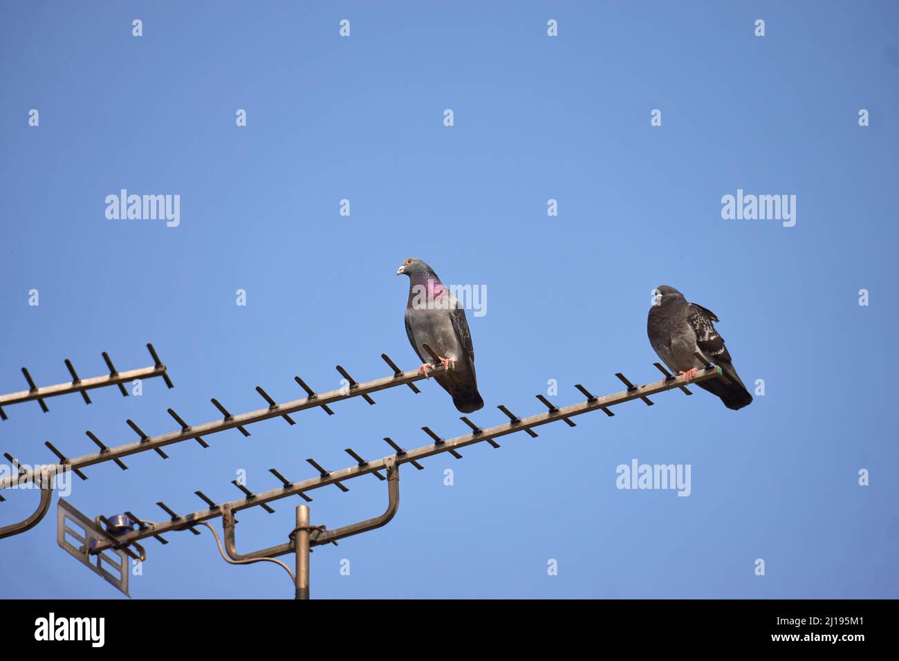 Aerial spotting hi-res stock photography and images - Alamy