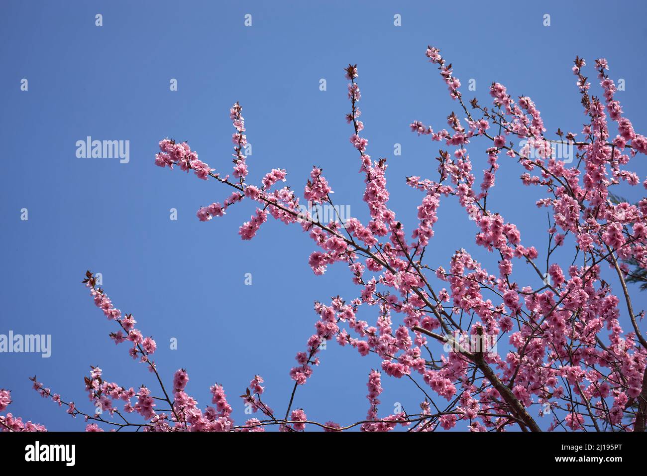 Mass pink cherry blossom hi-res stock photography and images - Alamy