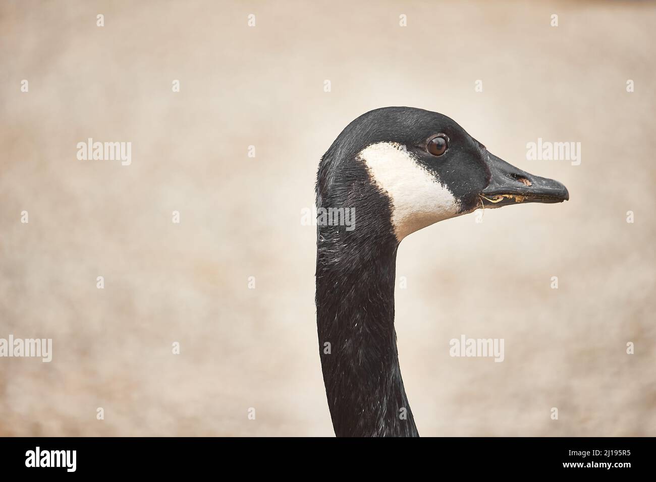 A close-up shot of a black goose with white cheeks in the blurry ...