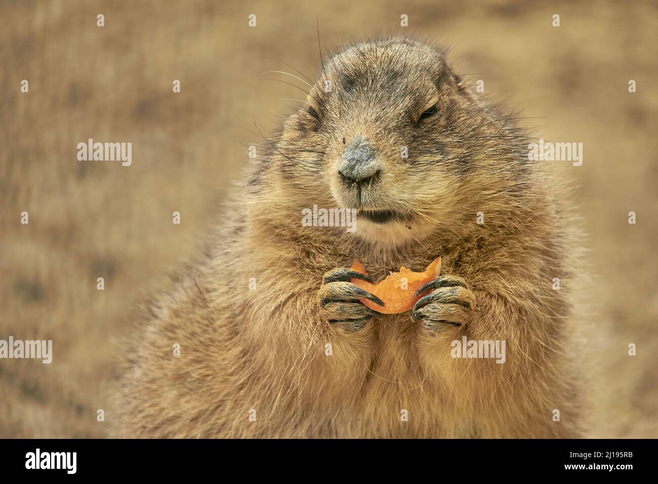 A close-up shot of a Gopher eating something in a blurry background ...