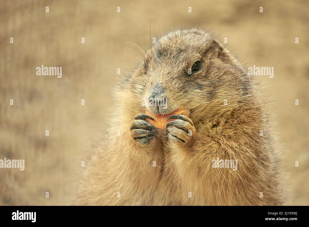 A close-up shot of a Gopher eating something in a blurry background ...