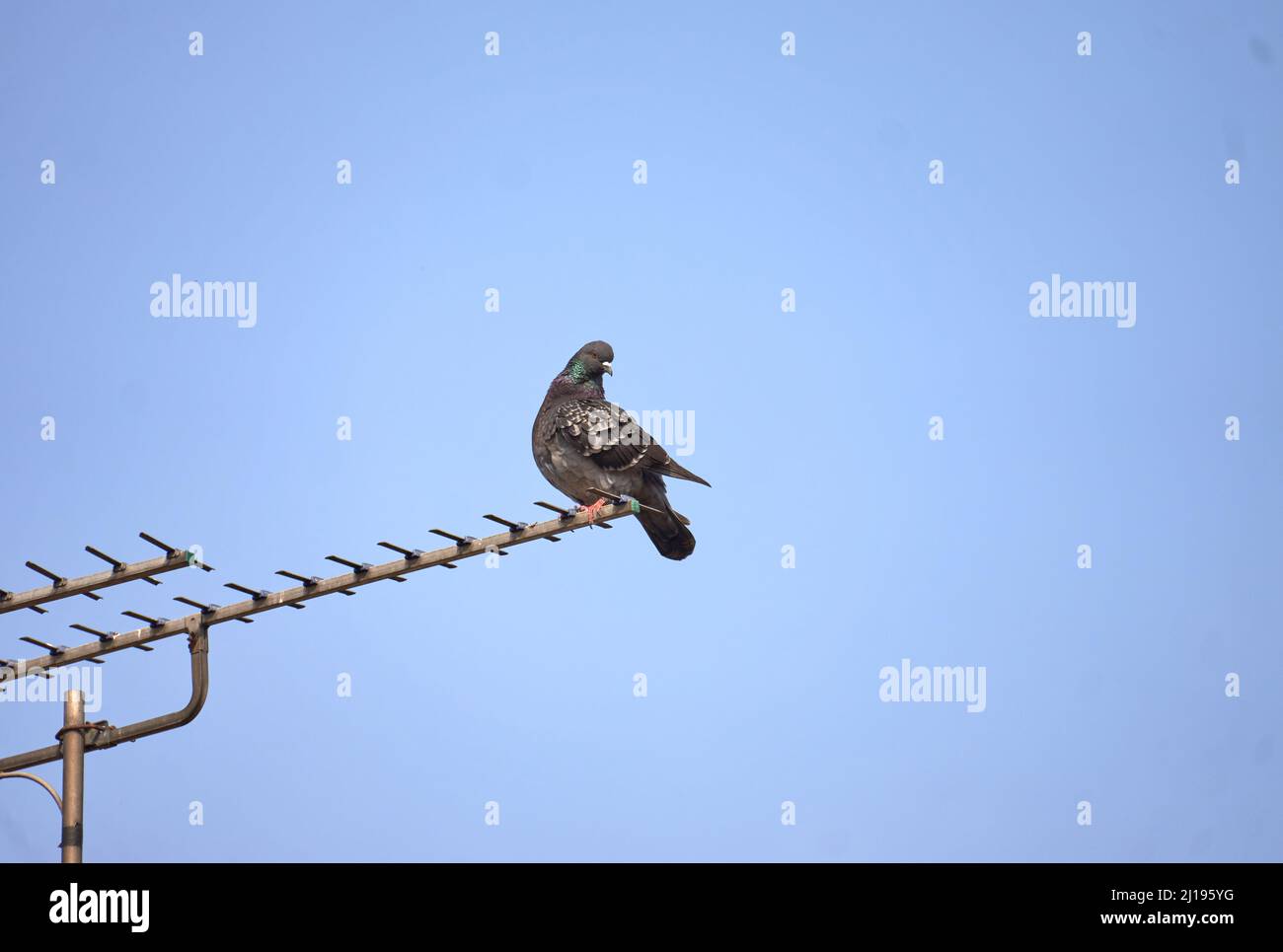 Pidgeon on roof hi-res stock photography and images - Alamy