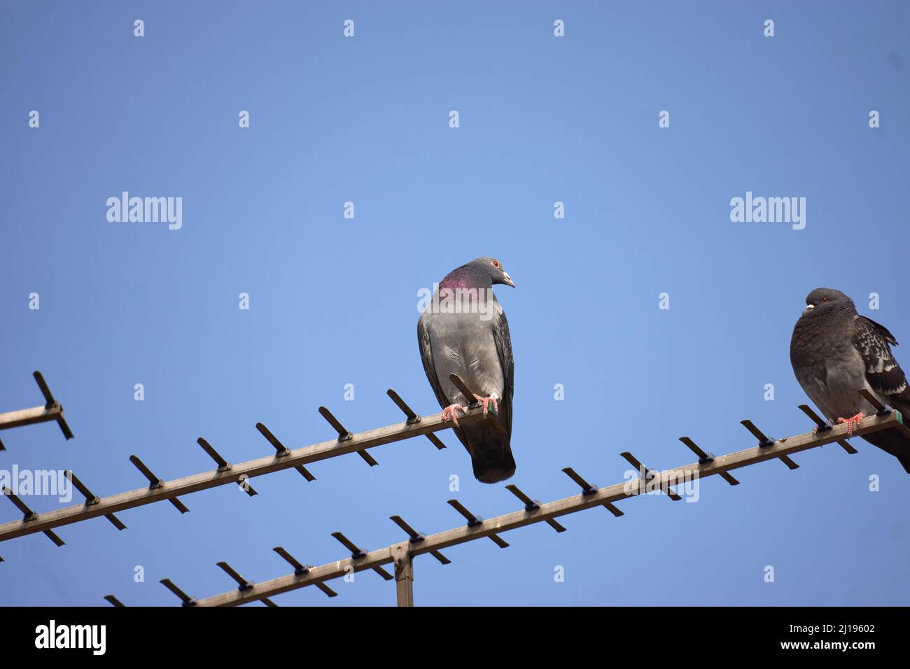 Aerial spotting hi-res stock photography and images - Alamy