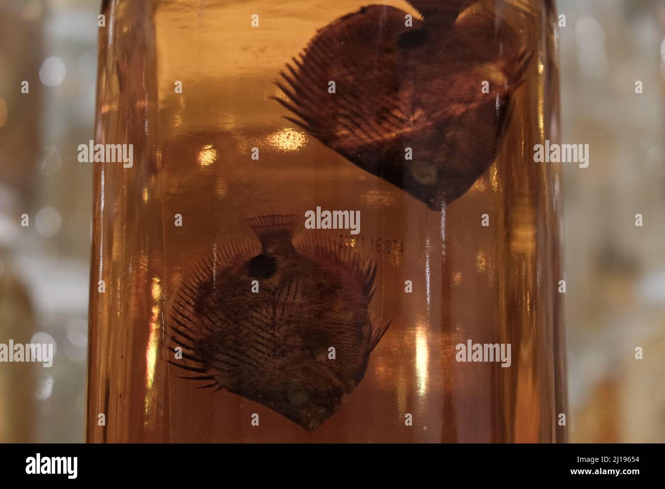 this is a sea creature specimen preserved in a jar Stock Photo - Alamy