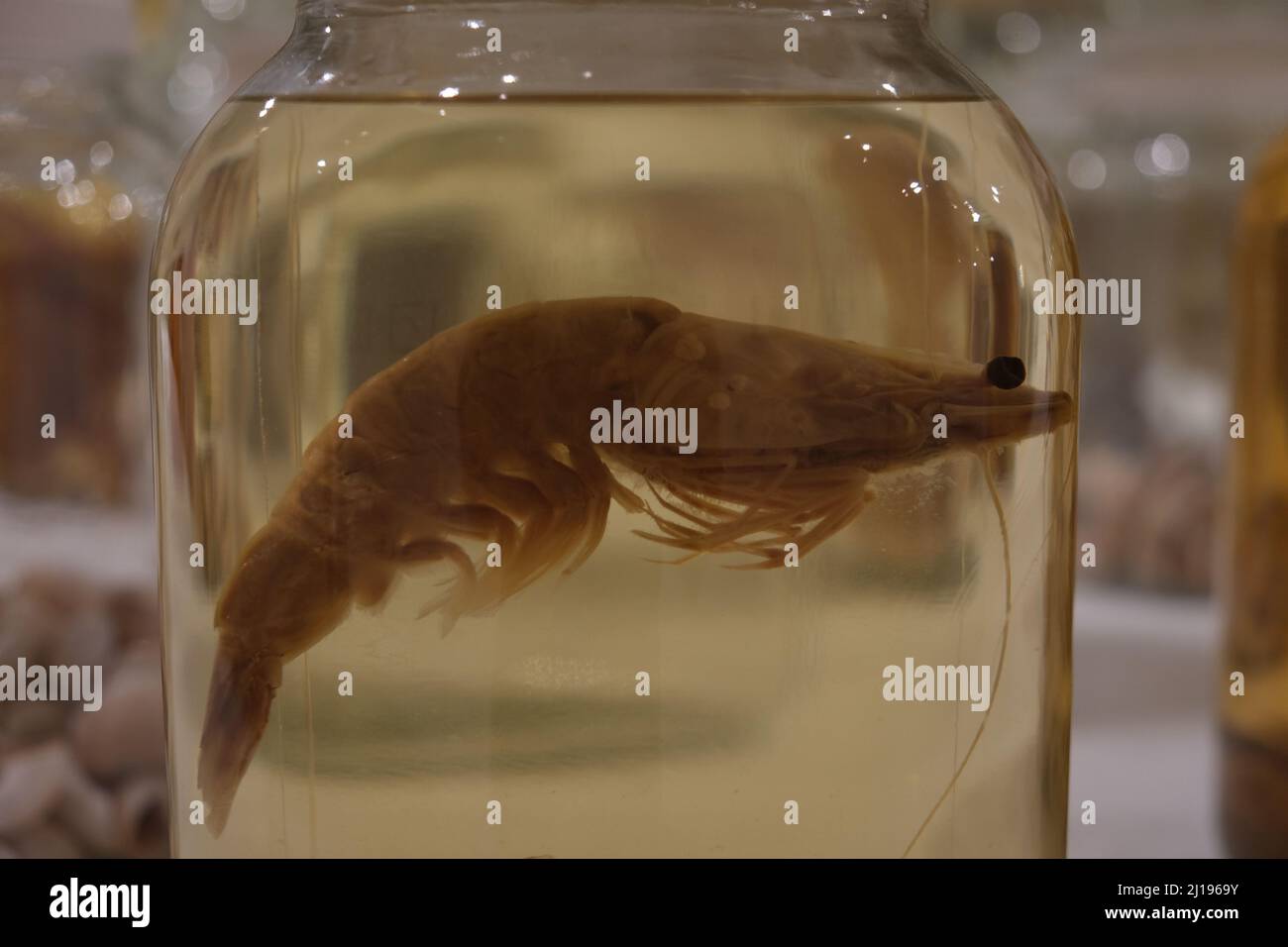 this is a sea creature specimen preserved in a jar Stock Photo - Alamy
