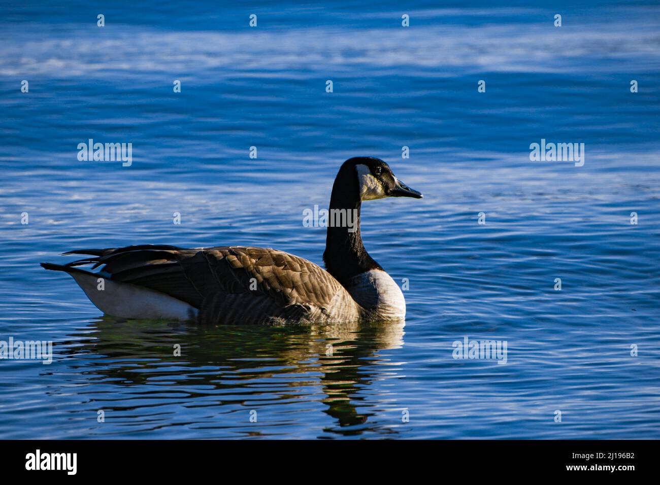 The close-up shot of a Canada goose on a lake water Stock Photo - Alamy