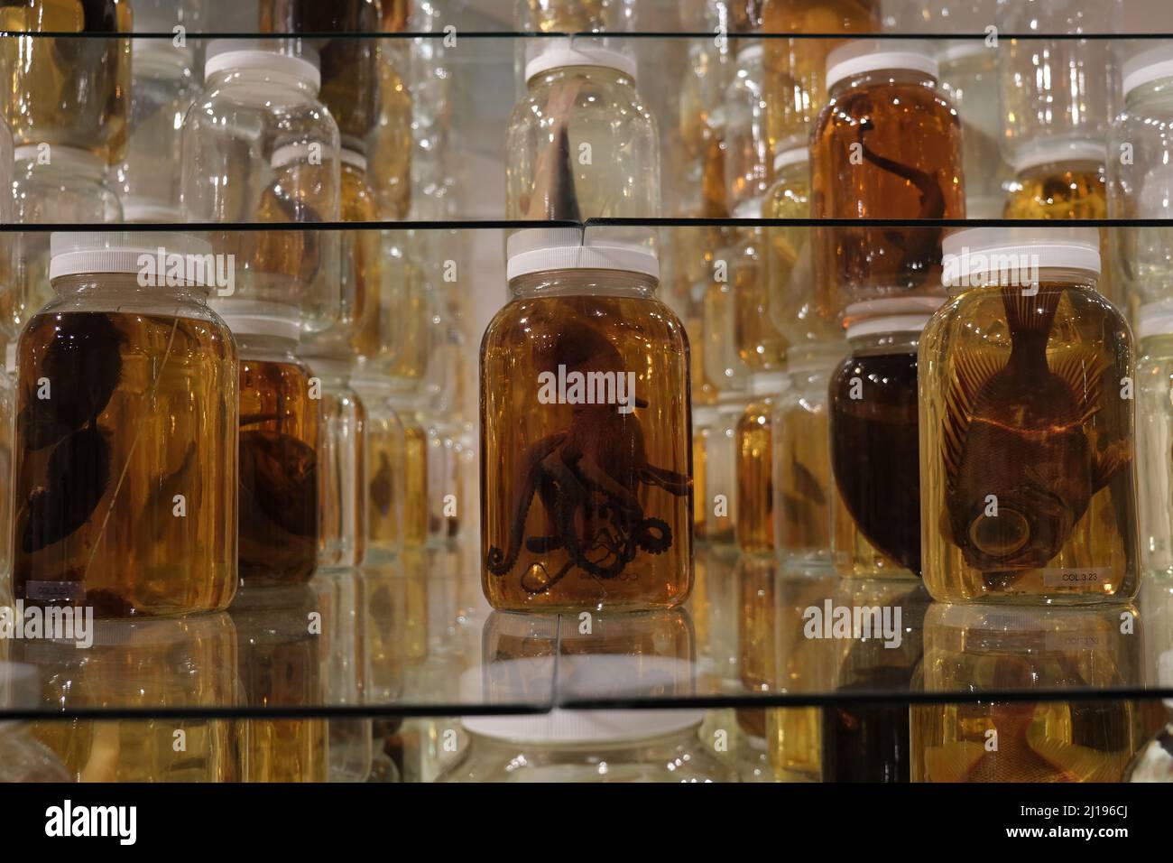 this is a sea creature specimen preserved in a jar Stock Photo - Alamy