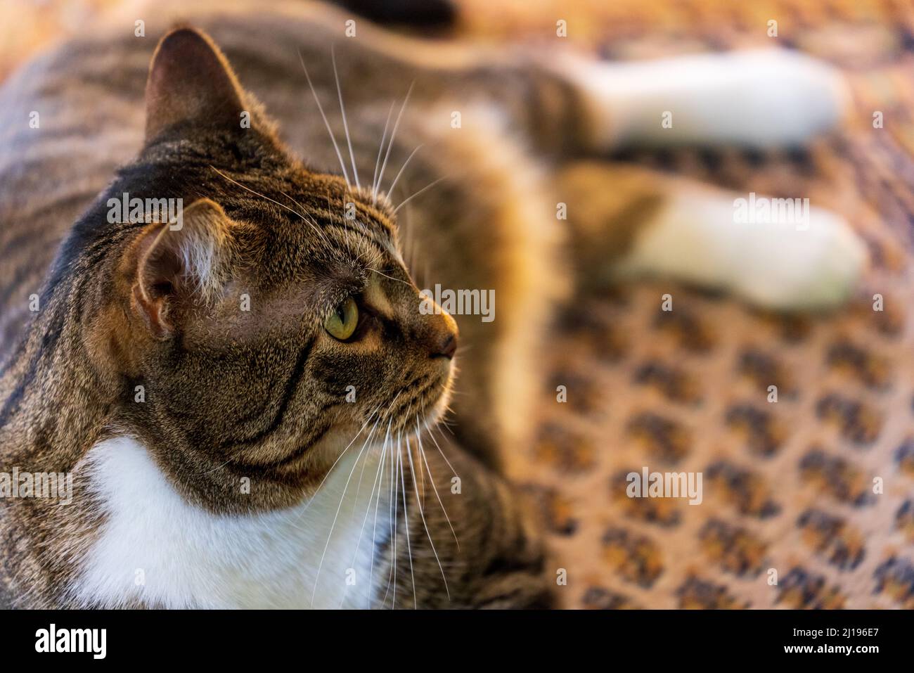 Curious pose hi-res stock photography and images - Alamy