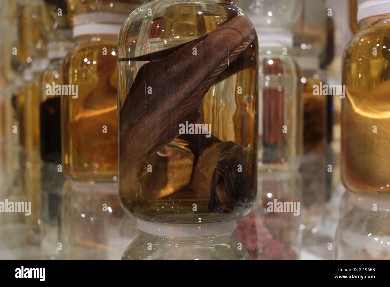 this is a sea creature specimen preserved in a jar Stock Photo - Alamy