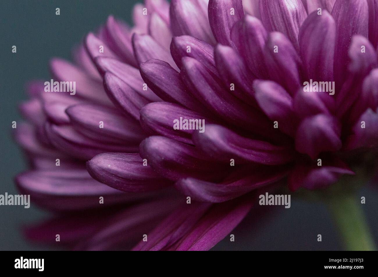 Mums Wallpaper Black Background